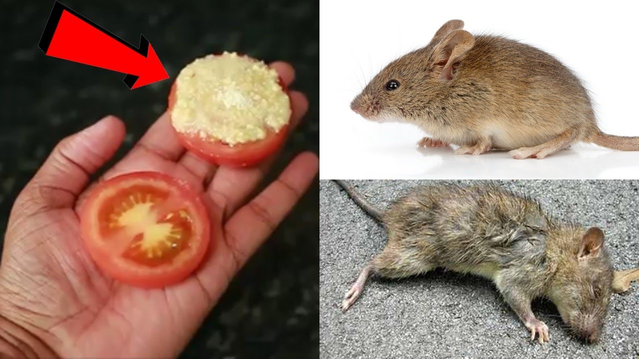 MAGIC INGREDIENT | JUST 10 MINUTES | GET RID OF RATS & MOUSE | MR MAKER ...