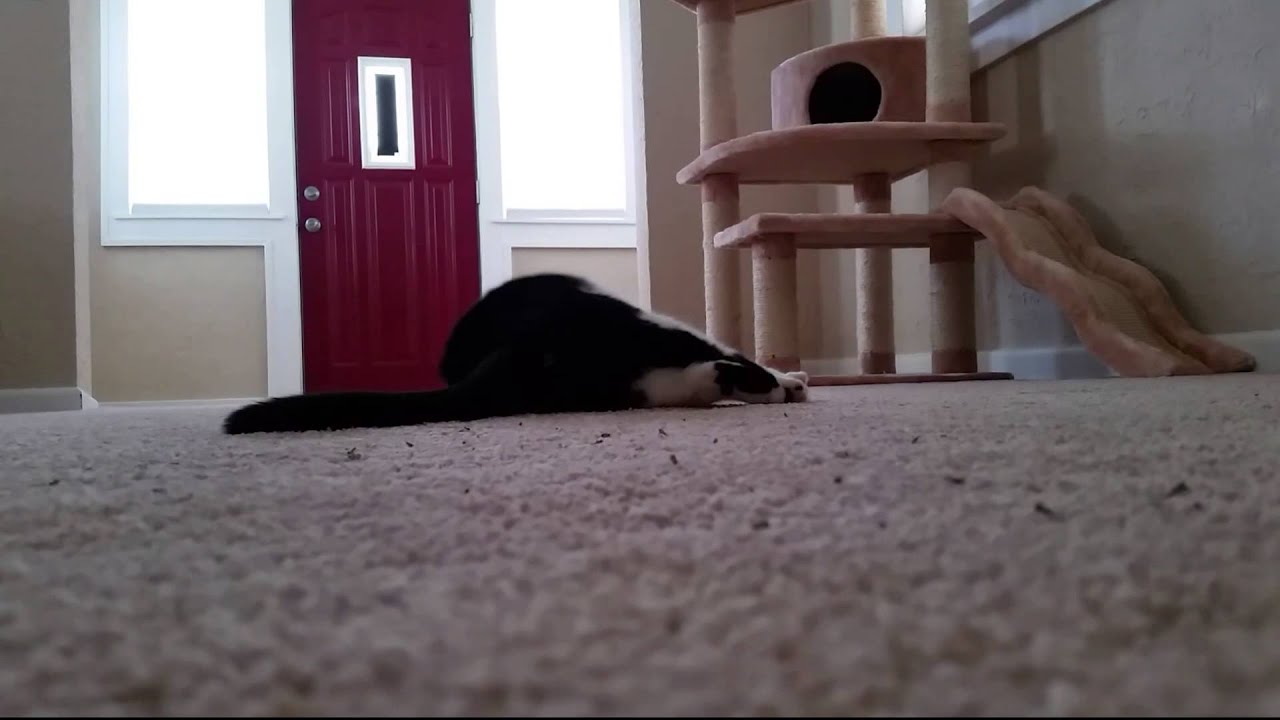 Nala the Ninja - YouTube