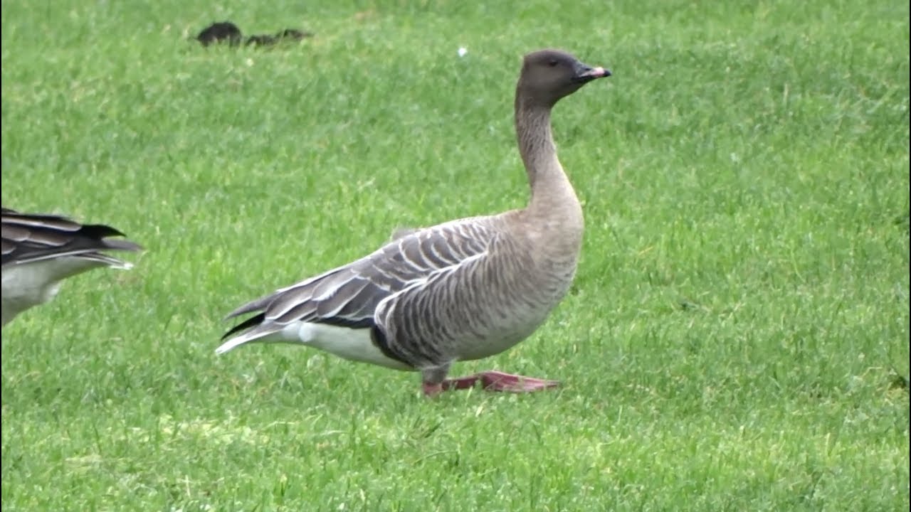 Pink-footed geese - Kleine rietganzen - YouTube
