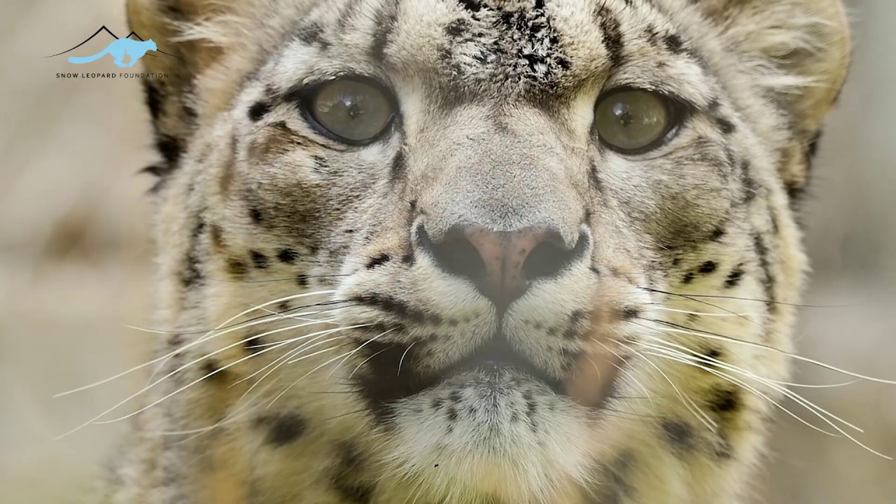 Scaling up Snow leopard conservation in Pakistan - YouTube