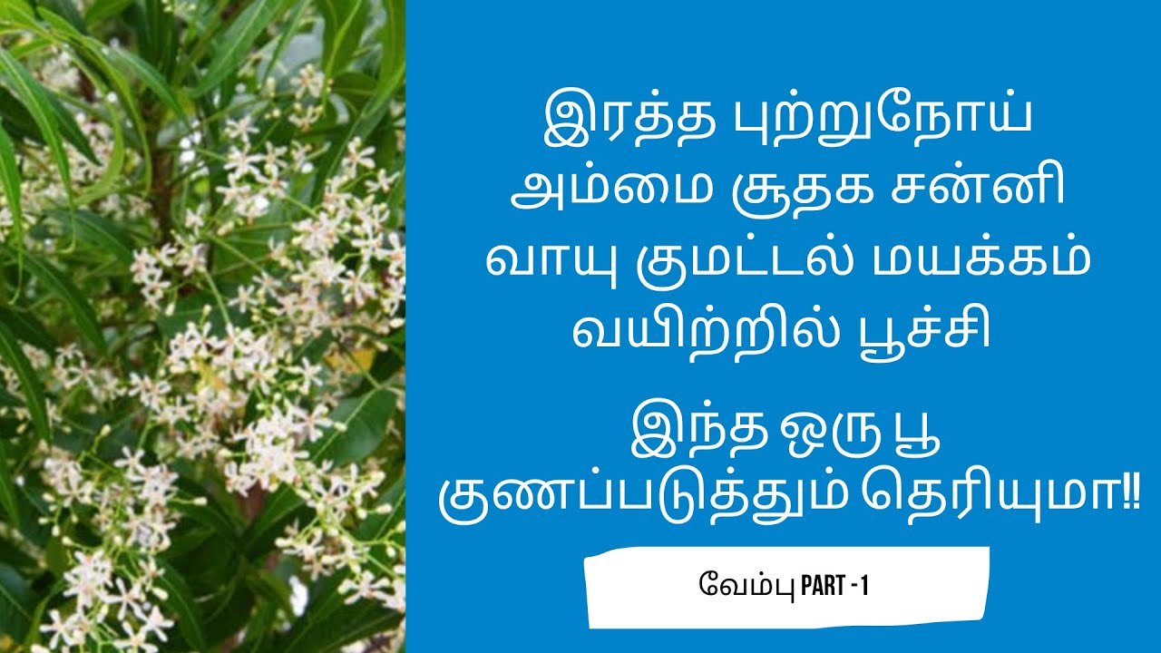 வேப்பம்பூ இந்திய மலர் மருத்துவம் Veppilai nanmaigal / Neem benefits in ...