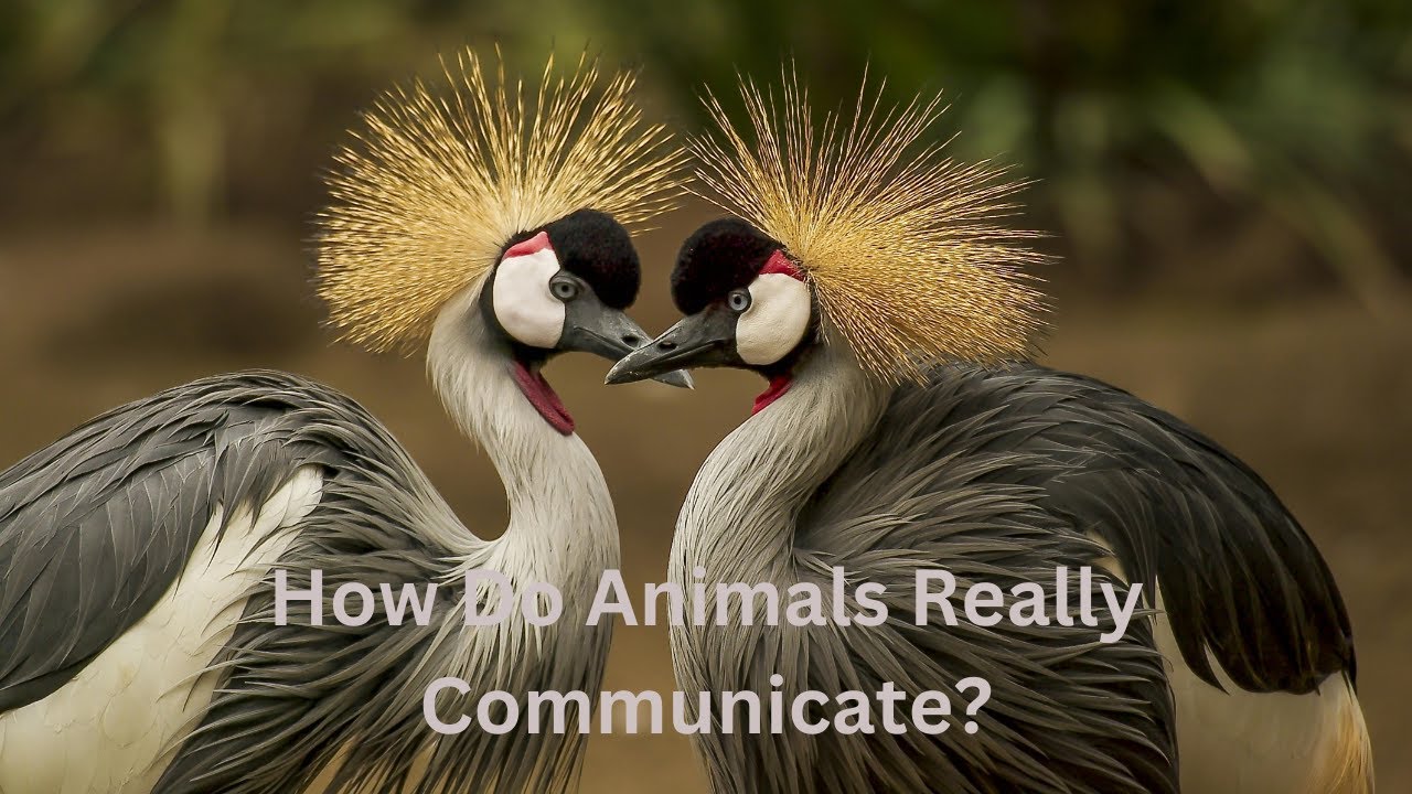 How Do Animals Really Communicate? The Secret World of Animal ...
