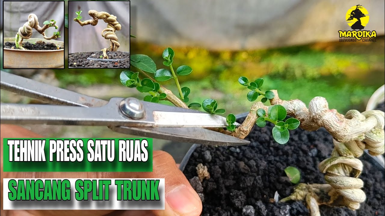 PROSES CUTING BONSAI SANCANG SPLIT TRUNK @DikaBonsai23 - YouTube