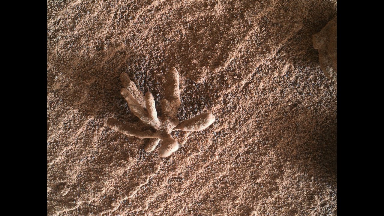 "Mars Flower” Images/News, CORAL at the Beach! (NASA Curiosity Rover ...