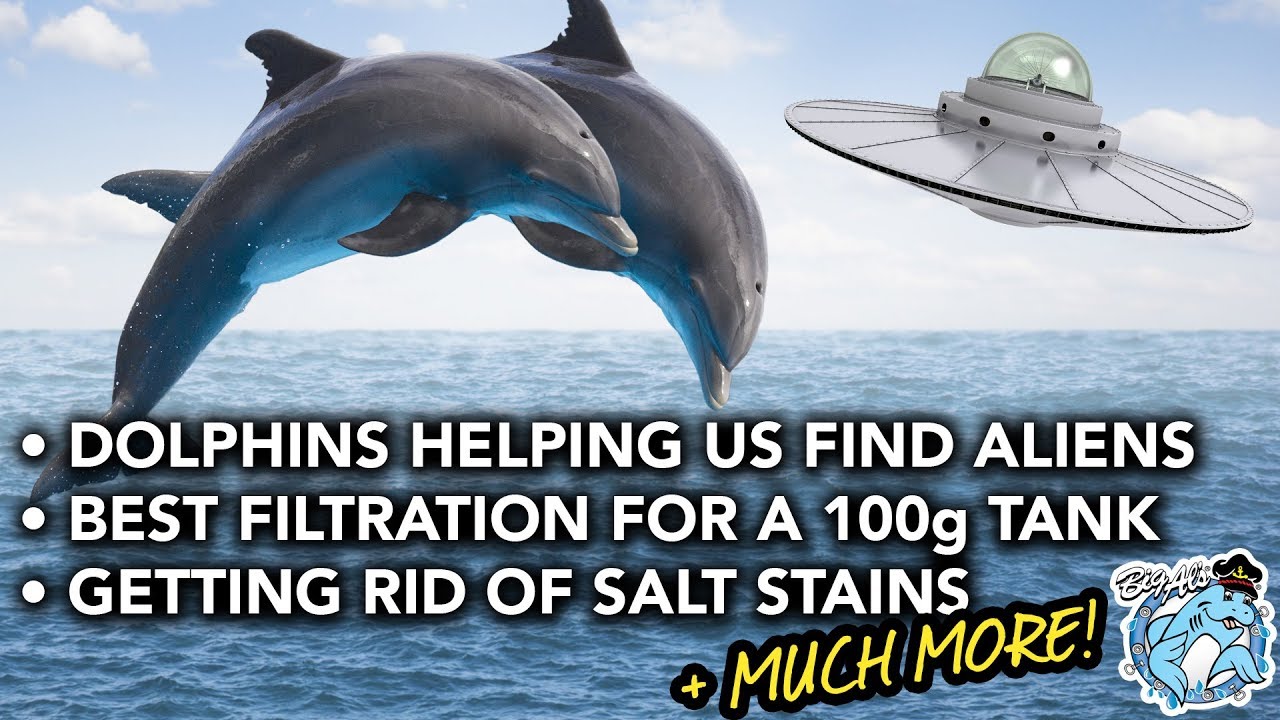 Dolphins Help Us Find Aliens, Best Filtration for 100g, & MORE ...