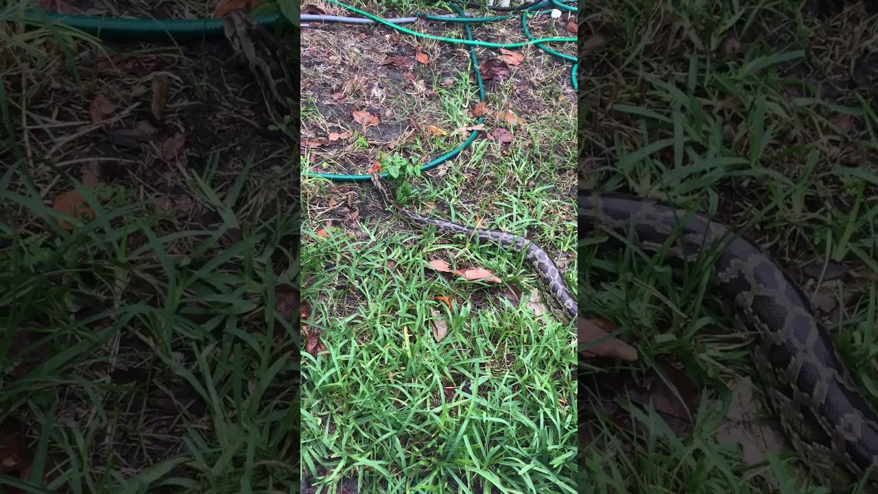 Paiton snake - YouTube
