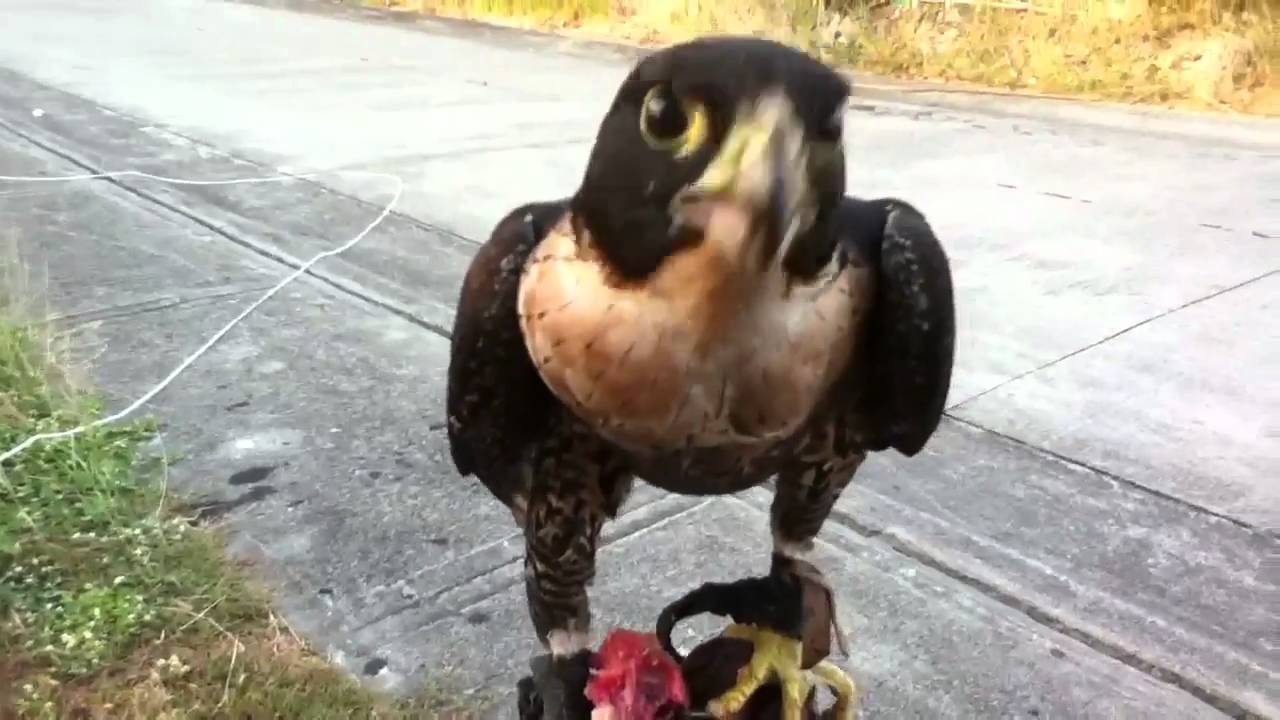 Peregrine Falcon eating the chicken head.. - YouTube