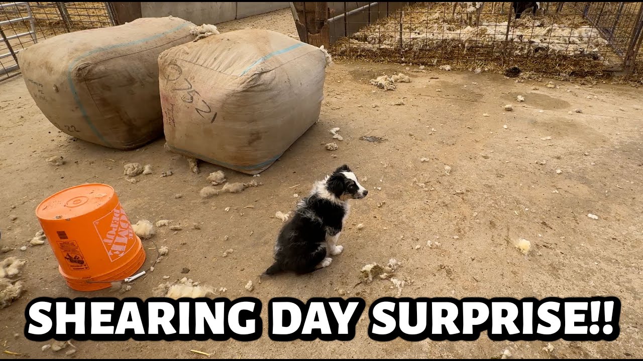 Sheepishly Me - Sandi Brock