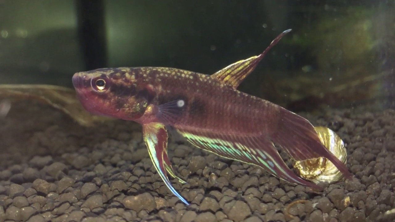 Macho de Betta dimidiata - YouTube