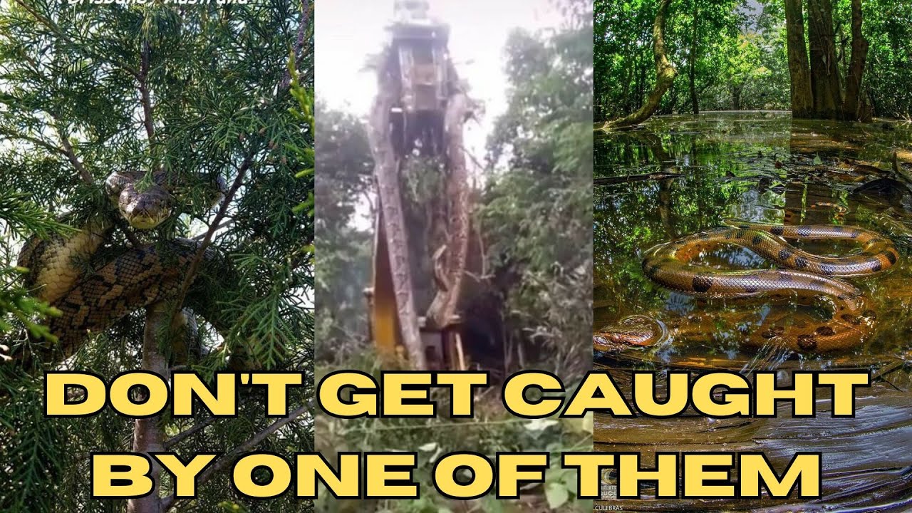 10 𝐋𝐀𝐑𝐆𝐄𝐒𝐓 𝐒𝐍𝐀𝐊𝐄𝐒 𝐂𝐀𝐏𝐓𝐔𝐑𝐄𝐃 𝐀𝐑𝐎𝐔𝐍𝐃 𝐓𝐇𝐄 𝐖𝐎𝐑𝐋𝐃 - YouTube