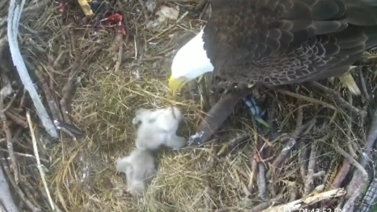 Elder eaglet 🦅 gets feeding while little eagle sleeping | Dade County ...