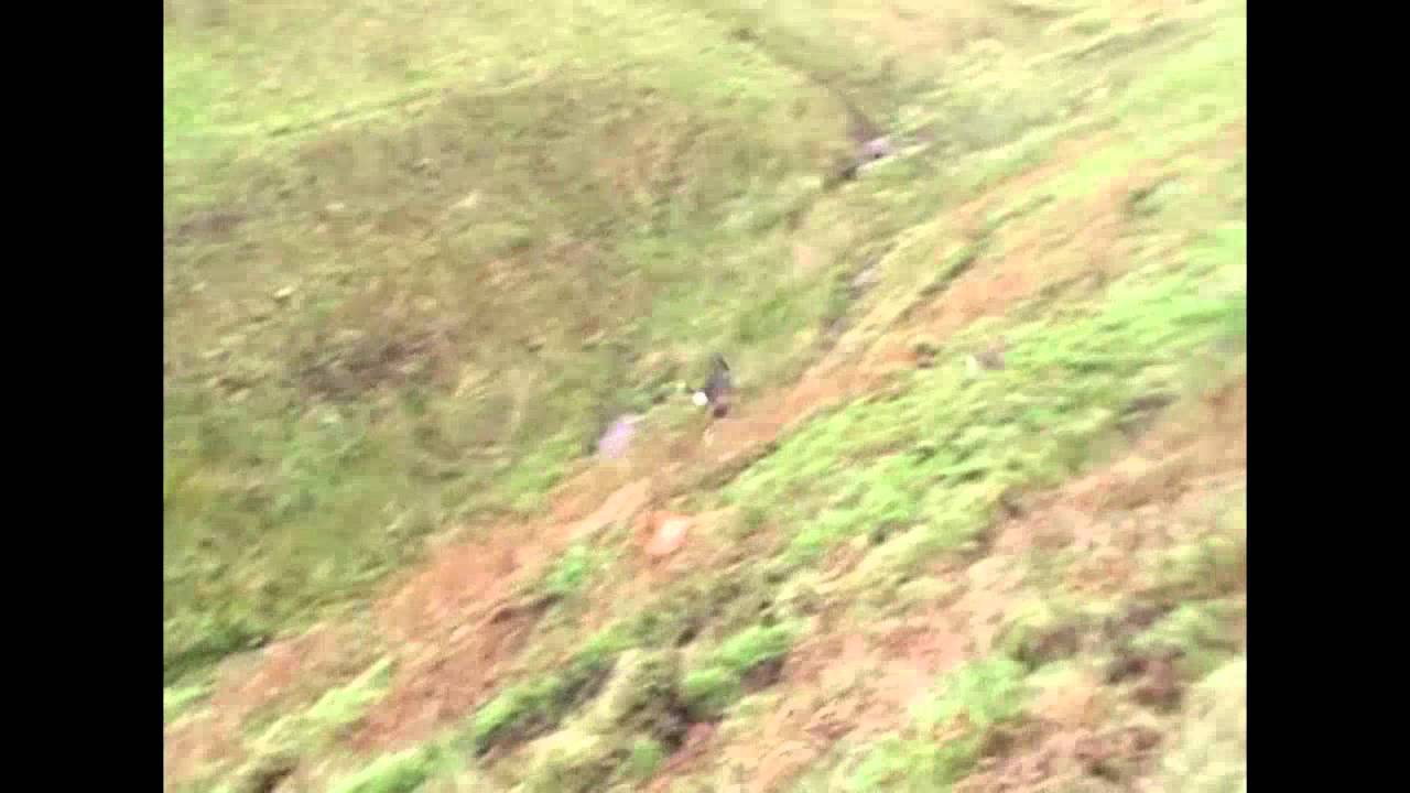 Falconry- harris- hawks-hunting-rabbit - YouTube