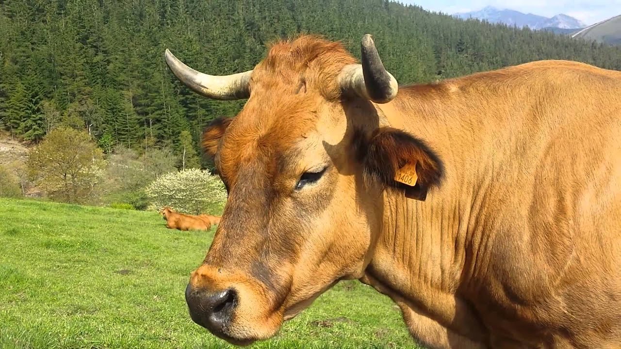 Vaca rumiando - YouTube