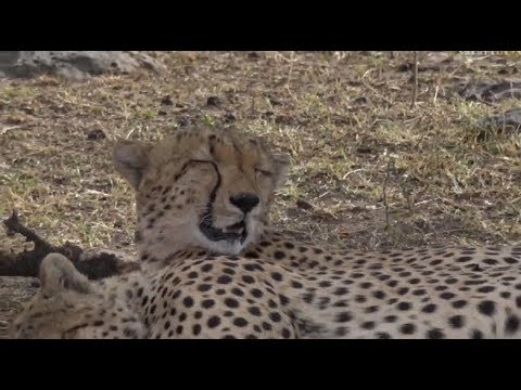 Pt 1 Safari Live's Sunset Safari Drive at 3:00 PM on July 26, 2017 ...