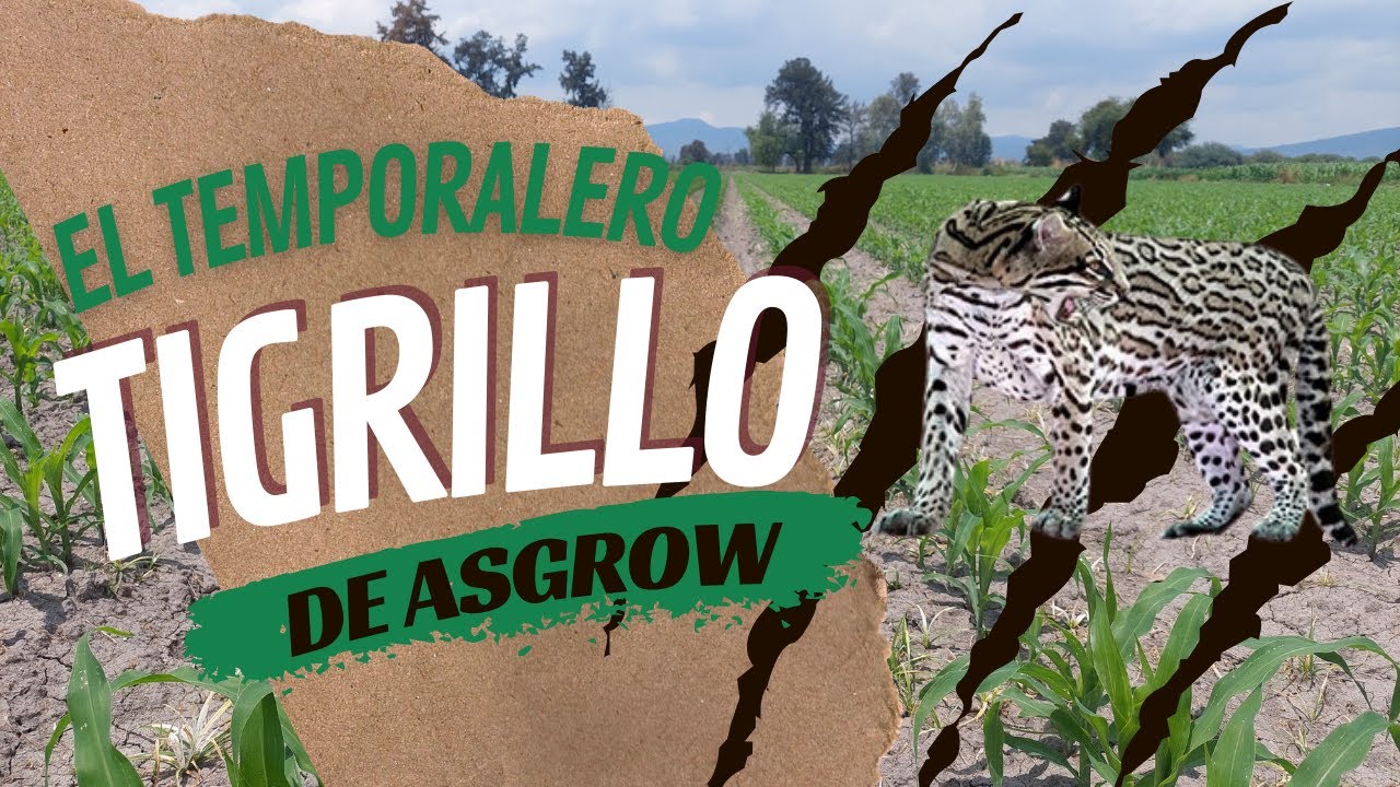 MAIZ ASGROW TIGRILLO ( EL TEMPORALERO) - YouTube