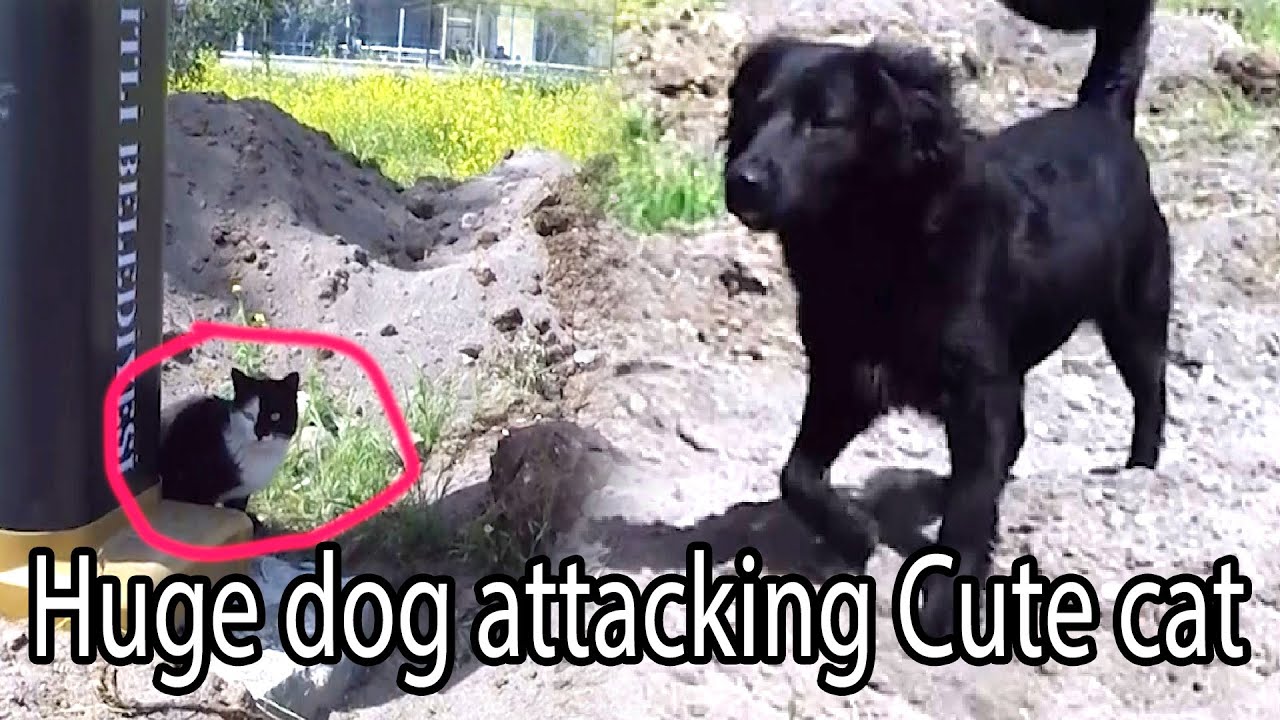 Huge dog attacking Cute cat - YouTube