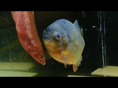 Piranha fish rips off fish head!!! and pike/vampire fish updates too ...