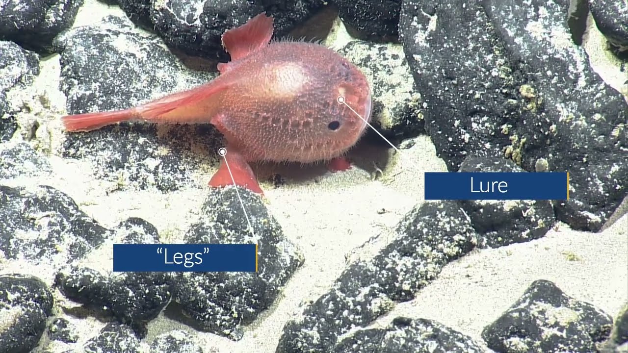 Yawning Chaunacops Anglerfish Shows off Amazing Morphology | Nautilus ...