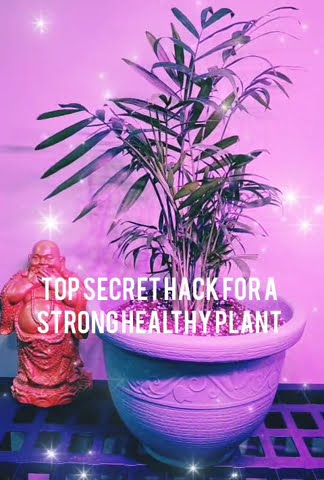TOP SECRET HACK FOR A STRONG AND HEALTHY PLANT - YouTube