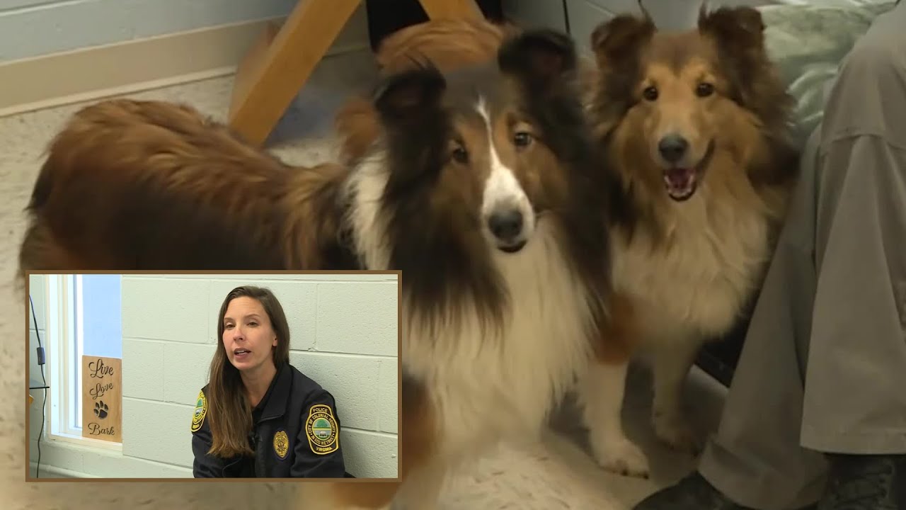 'Bizarre' dog situation stumps Virginia animal shelter - YouTube