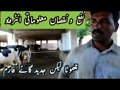 10 cows farm in Pakistan / dairy farming / cow farming|| how to start ...