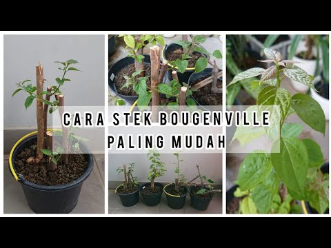 Cara Stek Bunga Bougenville Paling Mudah| Tips Stek Bunga Kertas Untuk ...