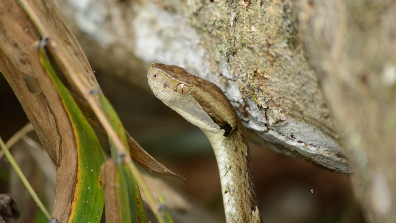 jararaca (Bothrops jararaca) - YouTube