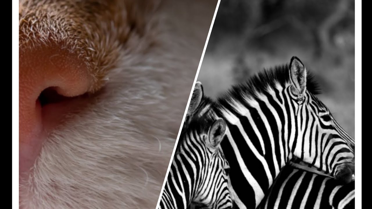 amazing facts about some body parts,zebra stripes etc - YouTube