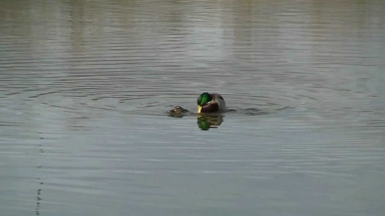 CANARD Colvert/Accouplement/Anas platyrhynchos ! BRUITX - YouTube