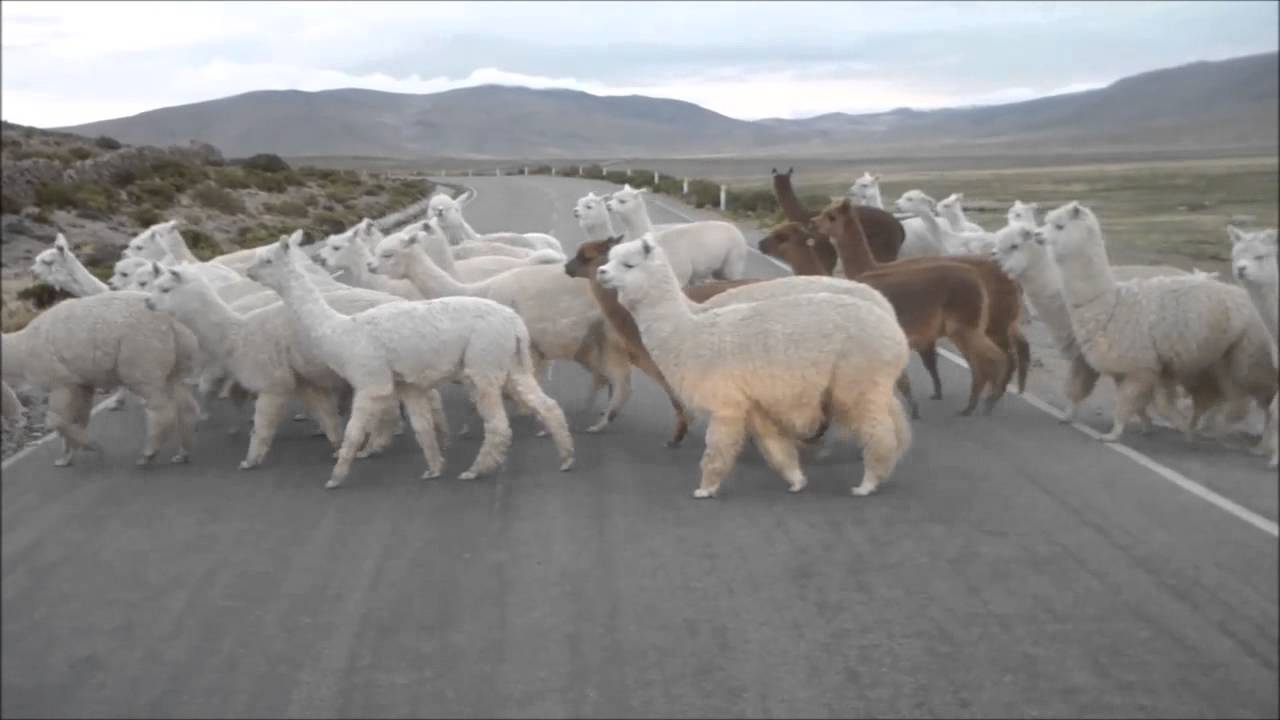 Alpaca Crossing ! Watch out for Peruvian Alpaca Road Crossings - YouTube