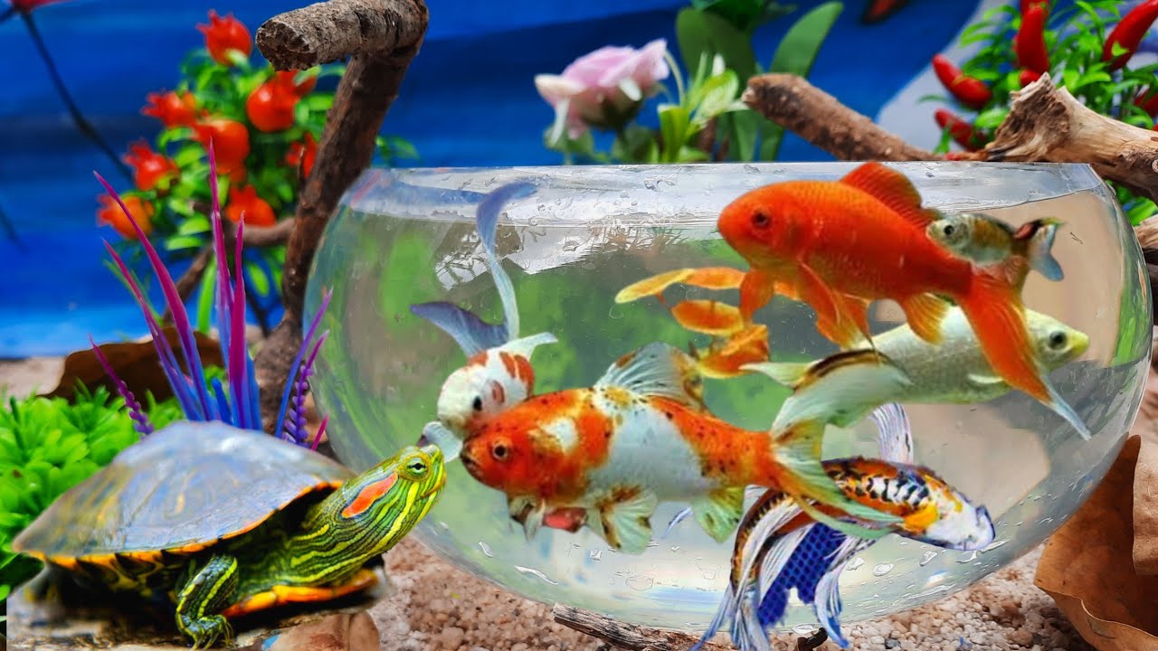 Unboxing Ikan Lele, Cupang, Koki, Channa, Guppy, Koi, Memphis, Hias ...