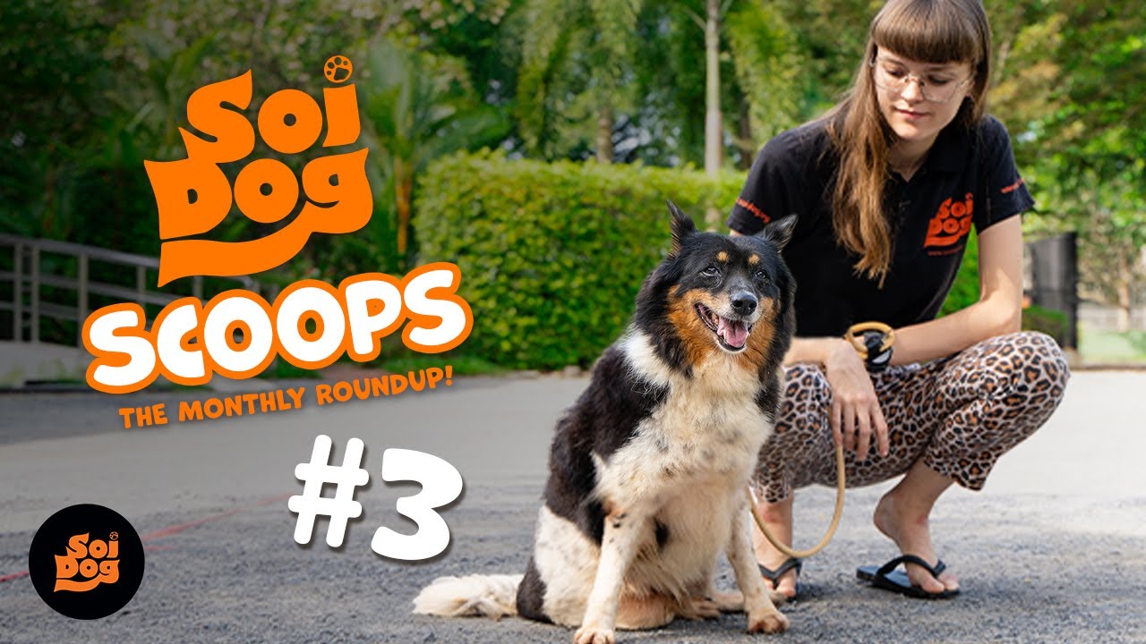 Soi Dog Scoops I July 2024 news roundup - YouTube