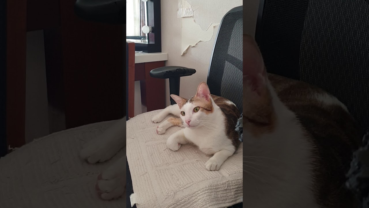 Never forget saying bye to cats - YouTube