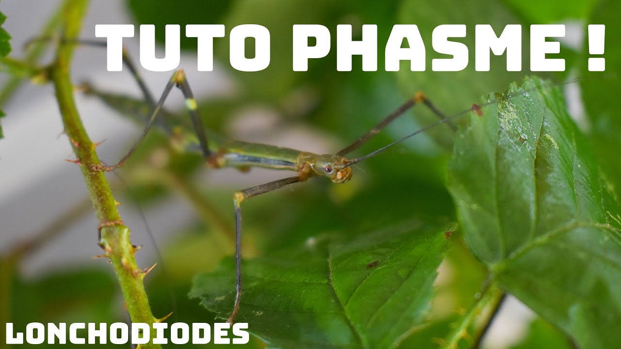 TUTO PHASME ! - Avec mes Lonchodiodes Ilocos - YouTube