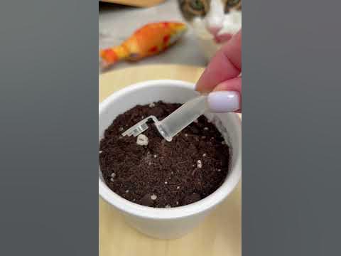 Выращиваем мяту для Мяты😍 - YouTube
