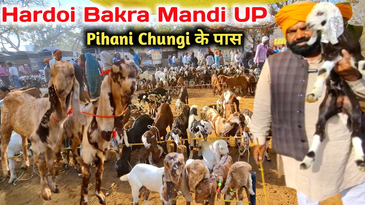 आज मंडी में सस्ते रेट में बिके पालने वाले बच्चे |Hardoi Bakra Mandi UP ...