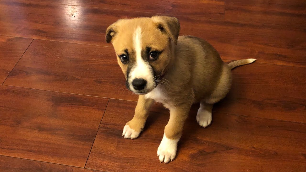 Hello Hazel! - YouTube