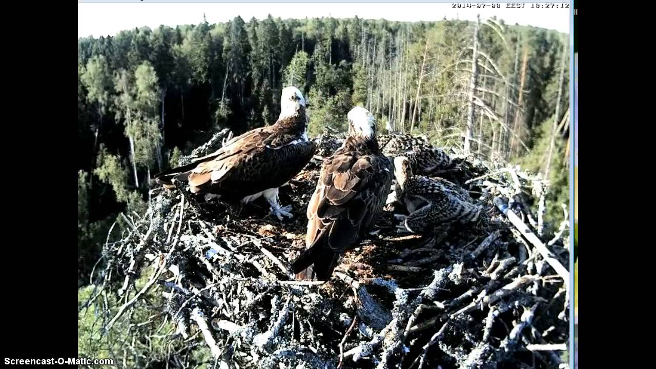 08/07/14 18:26 Headless fish - YouTube