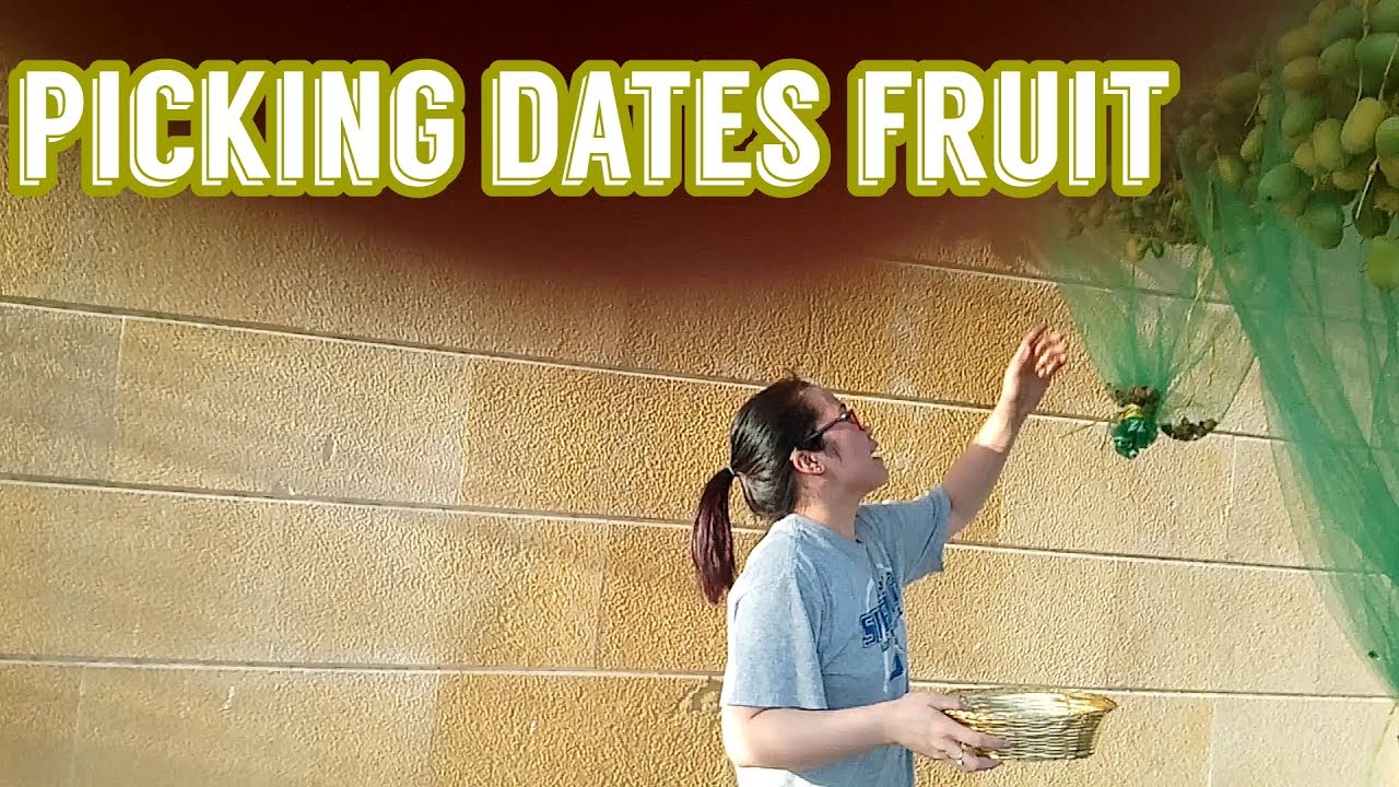 PICKING DATES FRUIT - YouTube