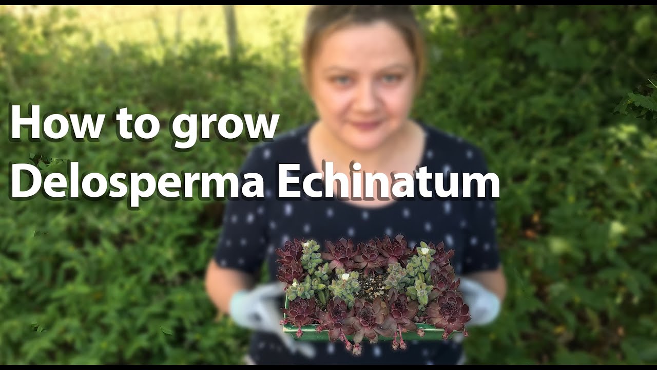 How to grow Delosperma Echinatum - YouTube