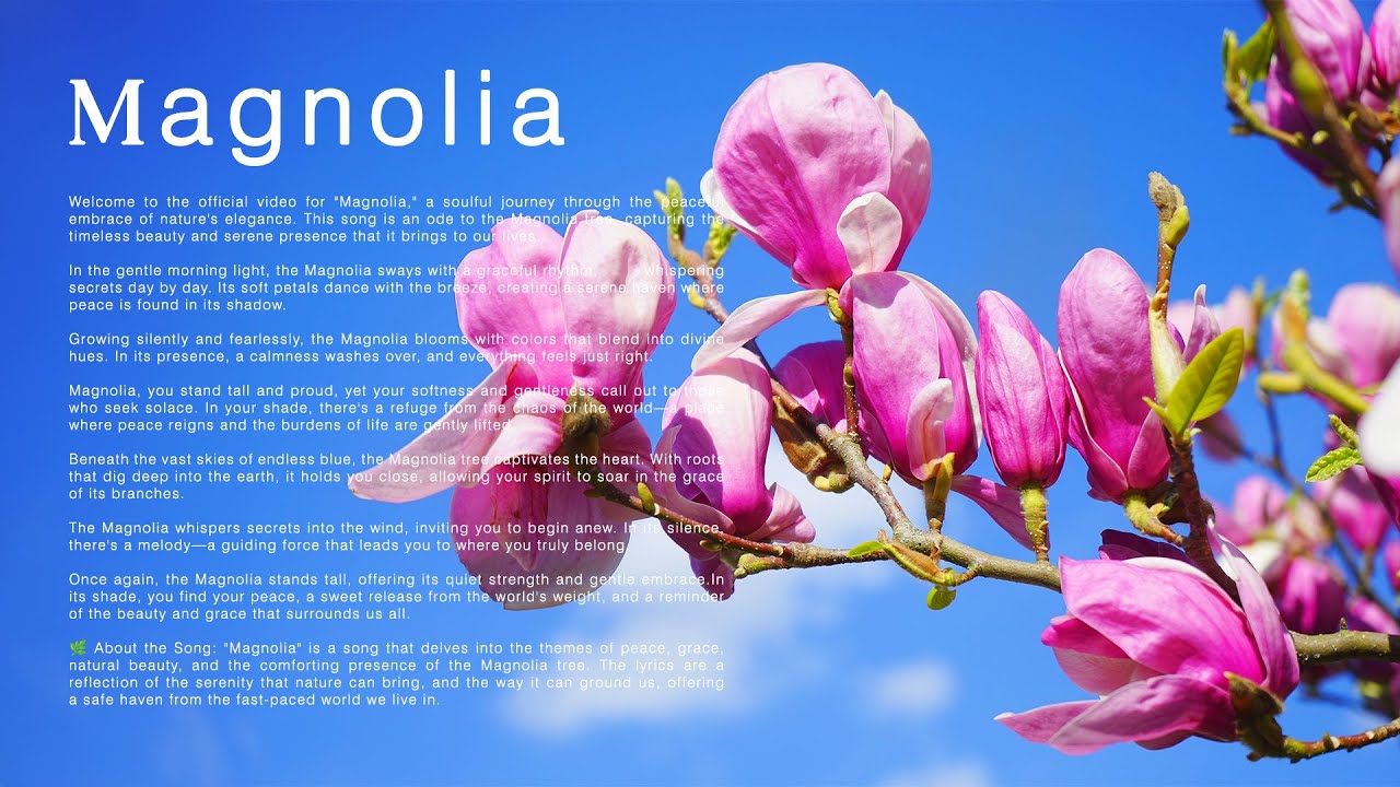 Magnolia | Beautiful Song | 1080p - YouTube