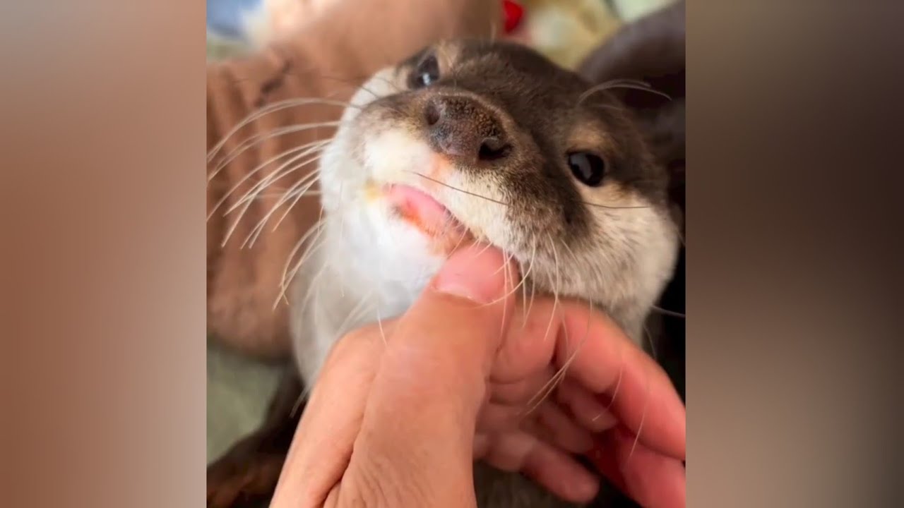Otter Usomaru wanted to do chin rest on daddy's palm 🥰🦦Cute Otter - YouTube
