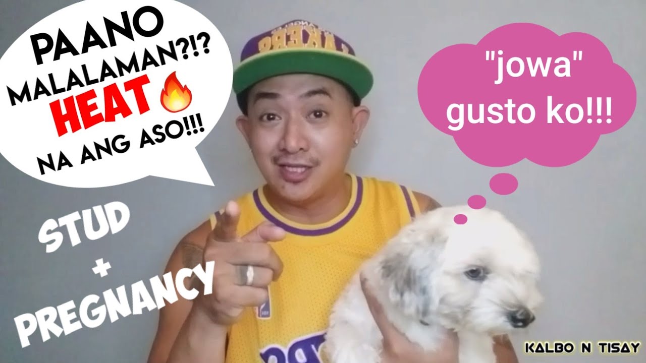 PAANO MALALAMAN KONG HEAT NA ANG ASO?!?| STUD + PREGNANCY - YouTube