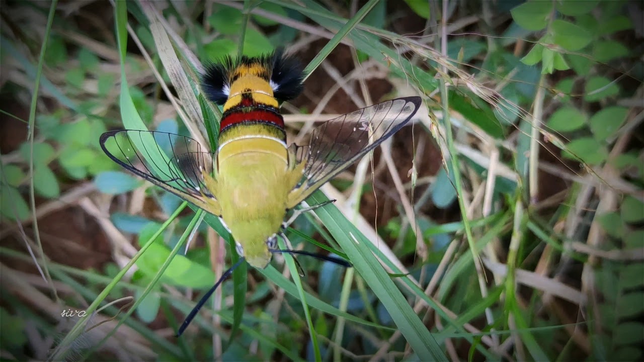 Peek Inside the Strange, Secret World of Bugs - See More World (8k ...