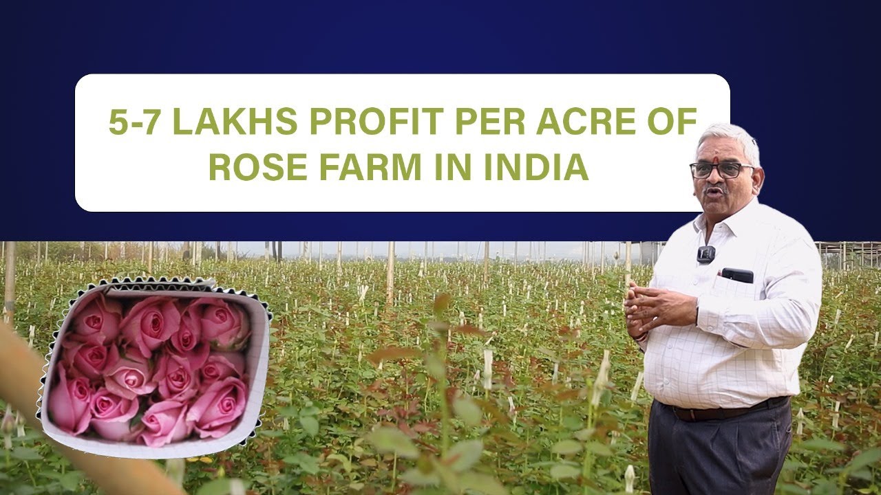 Rose Farming 101: All You need to know about Rose Farming- गुलाब की ...