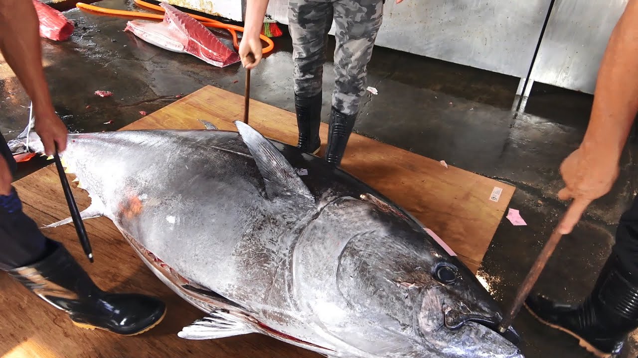 600 Pounds Giant Bluefin Tuna Cutting Skill | Luxurious Sashimi - YouTube