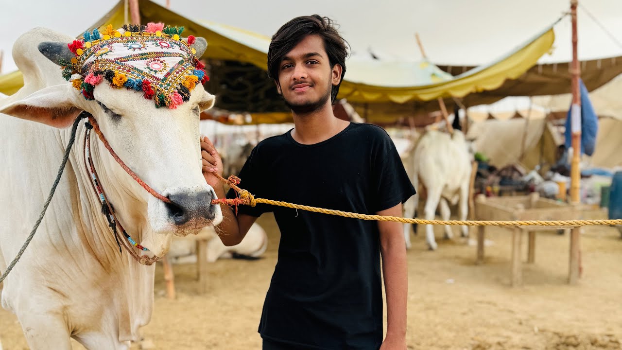 JDC Foundation Pakistan All Qurbani Animal 2024 Vlog /Biggest Bull Of ...