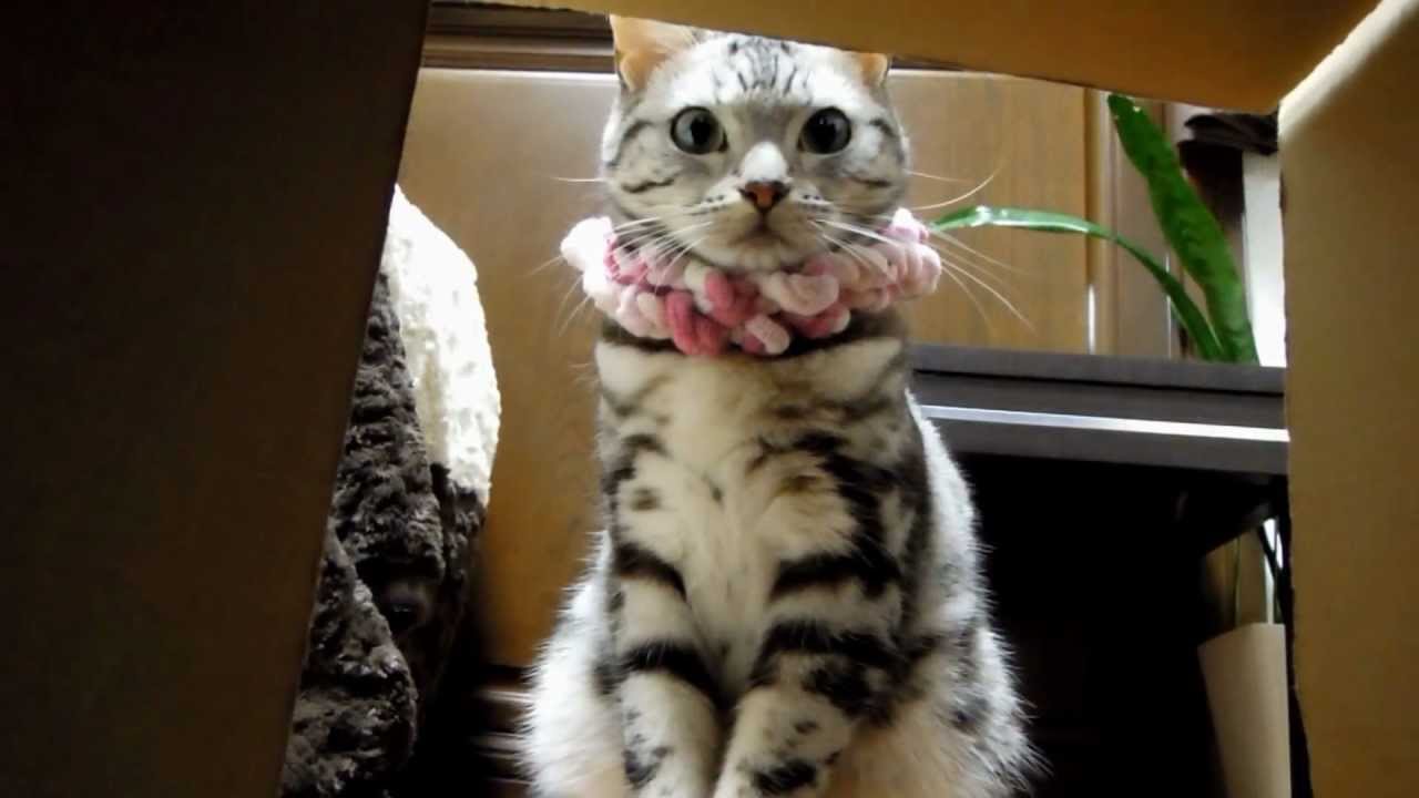 やる気がない風で破壊力がある猫-Cat was enthusiastic to pretend sulk - YouTube