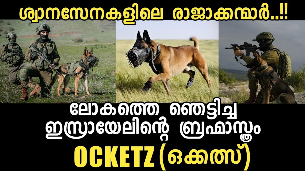 OKETZ Unit | The Independent Canine Special Force Unit Of The Israel ...