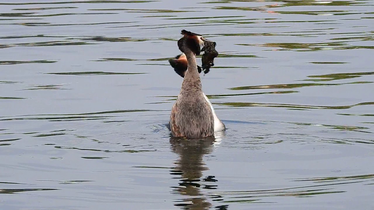 Great Crested Grebes dancing - YouTube